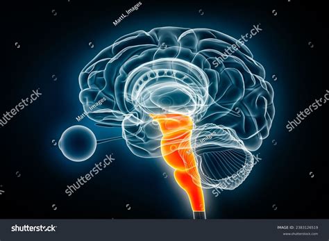 Brainstem Brain Stem Lateral Xray View Stock Illustration 2383126519
