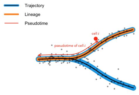 introduction to trajectory inference terminology a trajectory is a