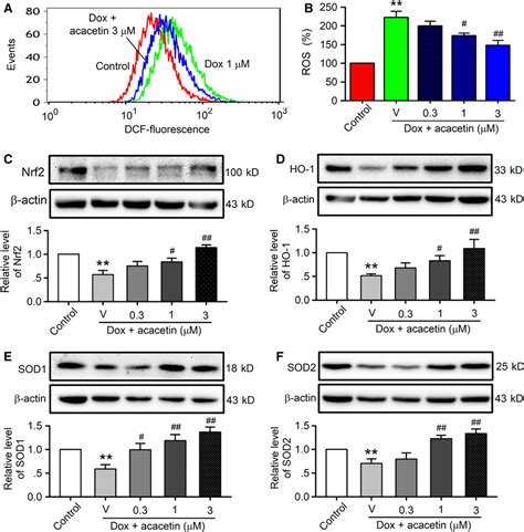 Effects Of Acacetin On ROS Production And Antioxidative Proteins In