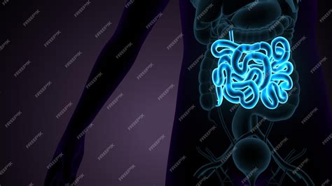 Ilustración 3d Del Intestino Delgado Anatomía Del Sistema Digestivo