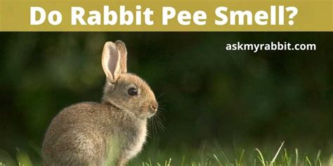 Do Rabbits Like Rain What To Do If Your Rabbit Is Out In The Rain