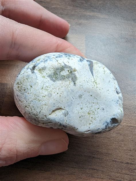 Is This A Fossil Found On The Beach In Waterloo Bay Northern Ireland