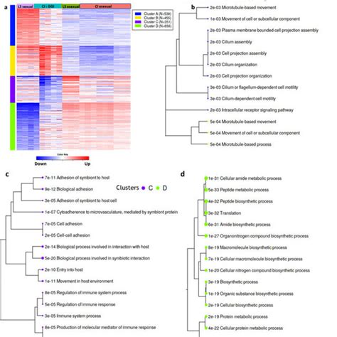 K Means Clustering And Pathway Analysis A Heatmap Showing Cluster A