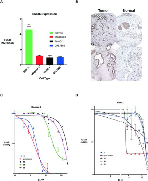 Growth Inhibition By Smox In The Miapaca2 And Bxpc 3 Pancreatic Tumor