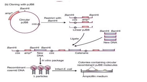 Lambda Cloning Vector Pptx