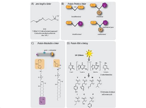 Download Overview Of Cross Linker Designs And Reactions Cross Link
