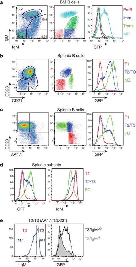 Expression Of The Nur77gfp Bac Transgenic Reporter Is Upregulated At