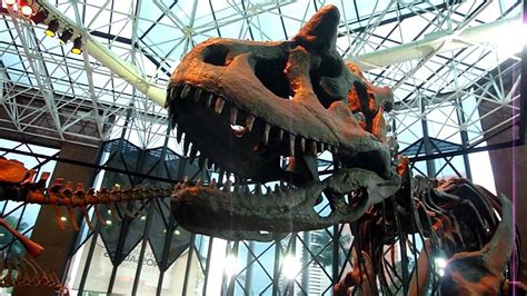 Carnotaurus´s Fossil Youtube