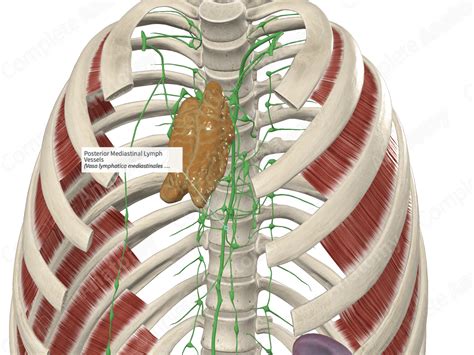 Posterior Mediastinal Lymph Vessels Complete Anatomy