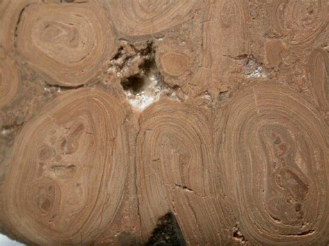 Silurian Girvanella Stromatolites