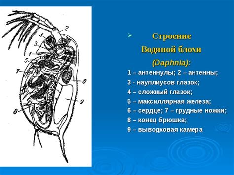 Дафний - как организмы живущие в водоемах