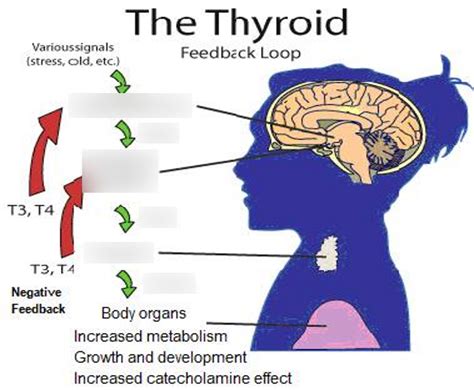 The Thyroid Feedback Loop Diagram Quizlet