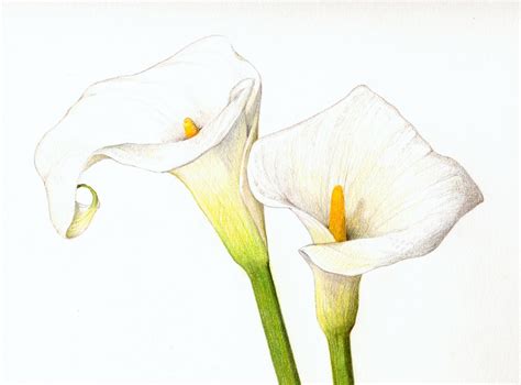 Hindart3 Draw A Calla Lily