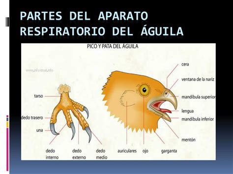 PPT Partes del Aparato Respiratorio del águila PowerPoint