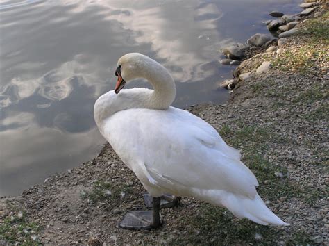 Free Images Nature Wing Pond Wildlife Beak Fauna Swan One