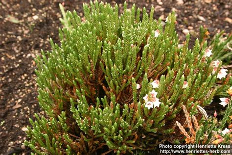 Photo Cassiope Fastigiata 0 Henriettes Herbal Homepage