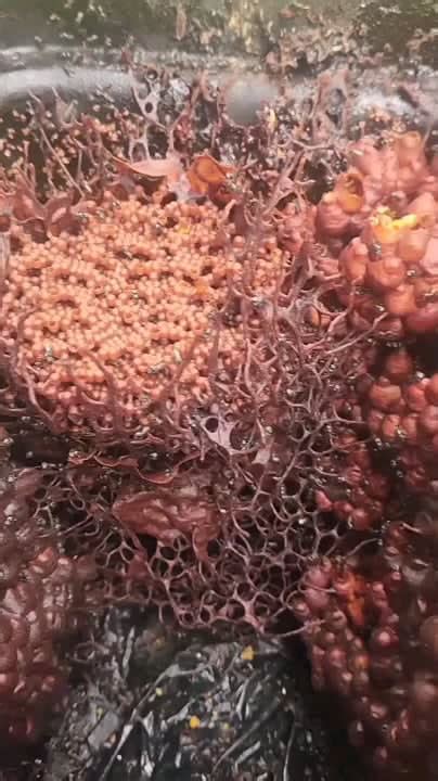 A Hive Of The Tetragonula Hockingsi A Small Stingless Bee Native To