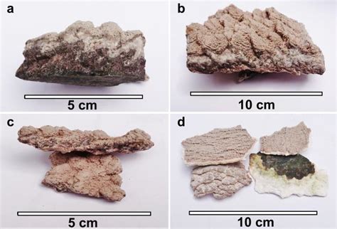 Representative Scale Clasts Of Scale From The San Jacinto Tizates