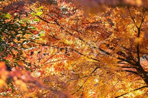 季節を感じる色鮮やかな紅葉 成田山公園 No 31550019｜写真素材なら「写真ac」無料（フリー）ダウンロードok