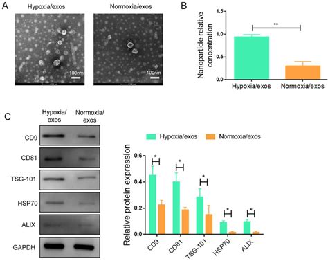 Characterization Of Exos From A549 Cells Under Normoxia And Hypoxia