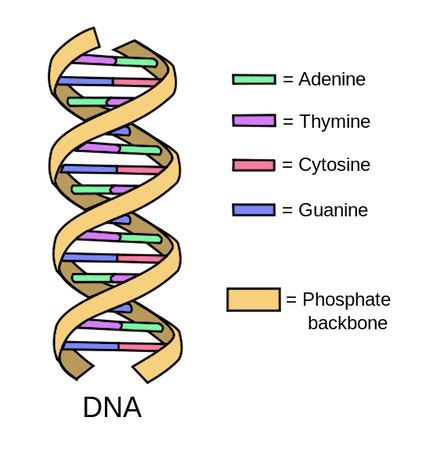Dna Mutation