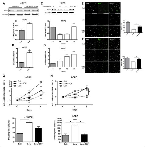 C Kit Signaling Promotes Proliferation And Survival In Cardiac Download Scientific Diagram