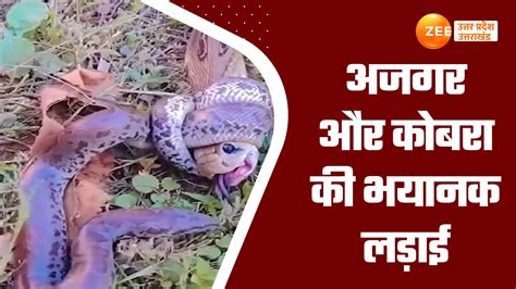 Python And Cobra Fight Video अजगर से भिड़ गया कोबरा फिर देखिए कौन किस