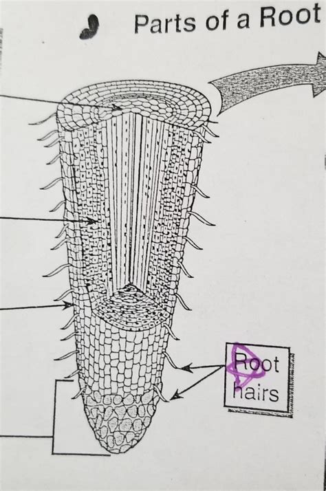 Parts Of A Root Diagram Quizlet