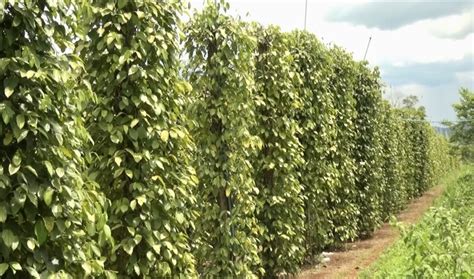 ដំណាំម្រេចនៅខេត្តមណ្ឌលគិរី ហាក់ប្រសើរឡើងវិញ ក្រោយតម្លៃបានឡើងខ្ពស់បន្តិច នៅដើមឆ្នាំ២០២៤ Cnc News