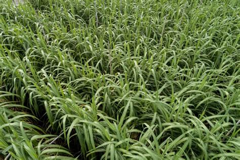 Smut Disease Management In Sugarcane Symptoms Identification