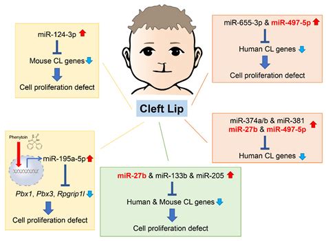 Cleft Lip Syndrome Gene