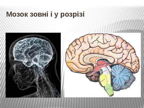 Головний мозок презентація з біології