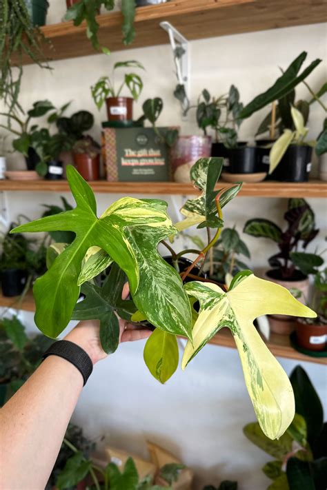 Buy Best Place To Buy Philodendron Florida Beauty Online More