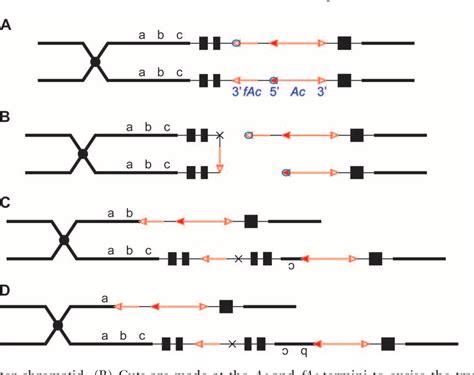 Figure 1 From A Segmental Deletion Series Generated By Sister Chromatid