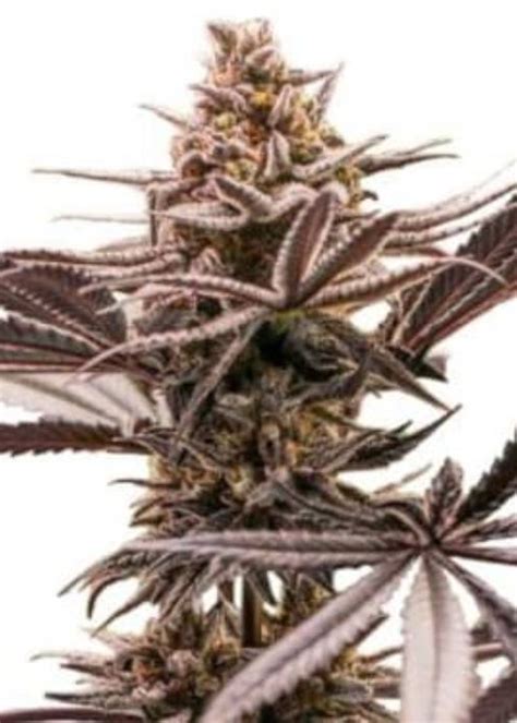 Tropicanna Cookies Strain Info Tropicanna Cookies Weed By Linda Seeds