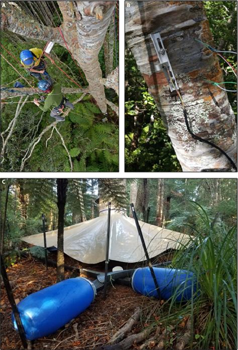 Canopy And Base Of Tree Installment Stages Of The Drought Experiment Download Scientific