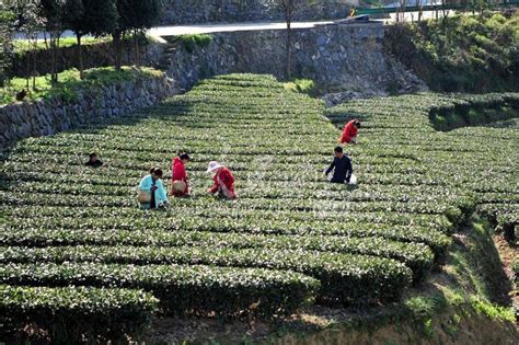 湖北宜昌：三峡库区“早茶之乡”春茶开园 人民图片网
