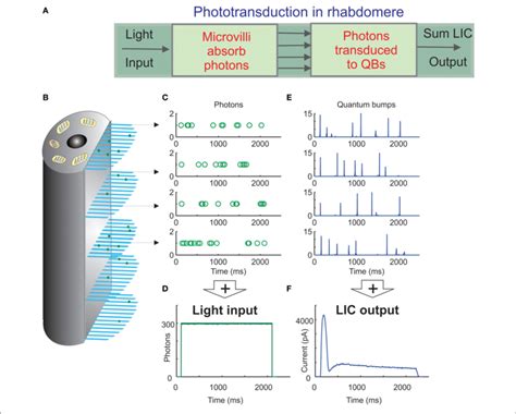 Schematic Of The Biophysically Realistic Drosophila Photoreceptor Download Scientific Diagram
