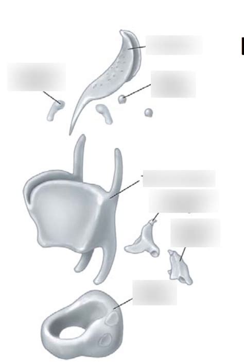 Laryngeal Cartilages Labeling Diagram Quizlet