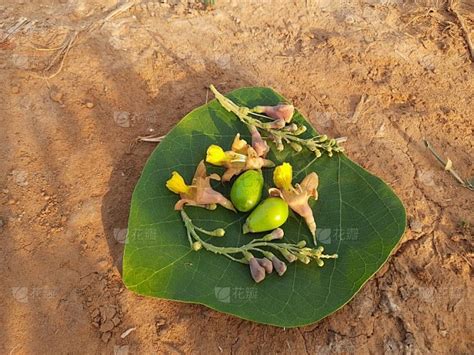 乔木的花朵和果实在绿叶上。