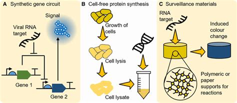 Cell Free Synthetic Gene Circuits Download Scientific Diagram