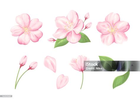 Ilustrasi Bunga Sakura Kumpulan Bagian Bunga Sakura Kuncup Dan Daun