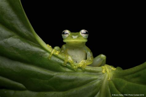 Biodiversity Is The Foundation Of Life On Earth A Complex Web Of