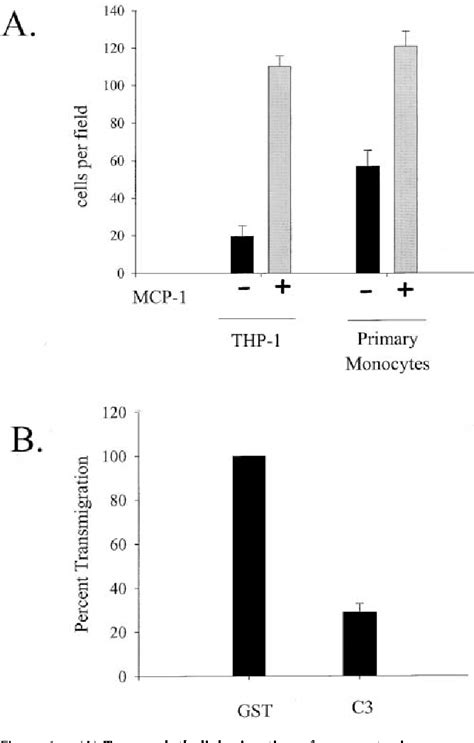 Transendothelial Migration Semantic Scholar