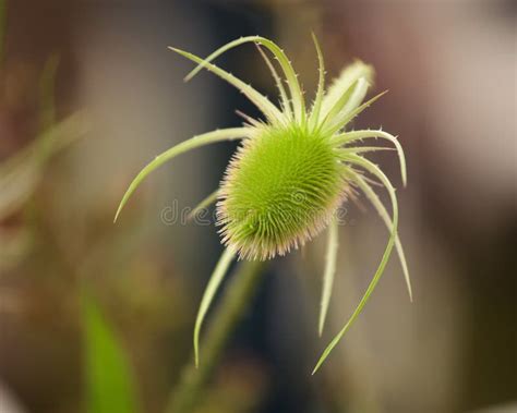 Spiky Green Plant Stock Photo Image Of Beautiful Details 10921606