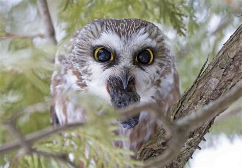 Finding Owl Pellets Wonder Filled Days
