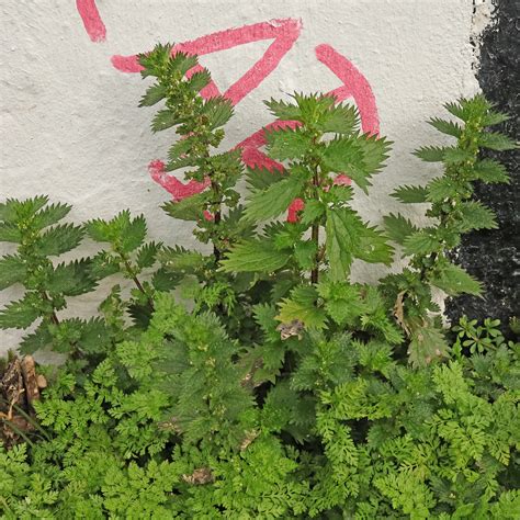 Urtica Urens Annual Nettle