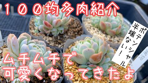 多肉植物 育成練習に最適！我が家の100均多肉のその後を紹介！ Youtube