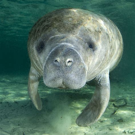 West Indian Manatee Rainforest Alliance Para Empresas