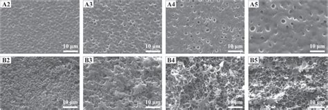 Sem Micrographs Of The Polymer Microstructures In Different Samples